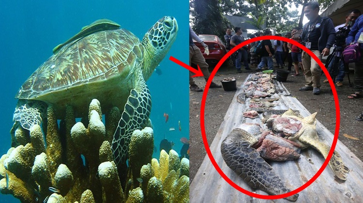 40Kg of Green Sea Turtle Meat Recovered By Authorities in Cebu City