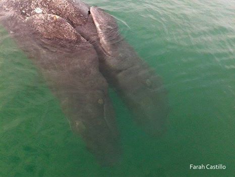 Conjoined Twin Gray Whale in Mexico Video Goes Viral - Philippine News
