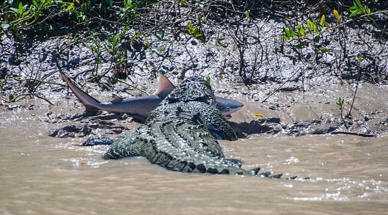 Who Is Brutus And Why He Became A Reptilian Celebrity | PhilNews