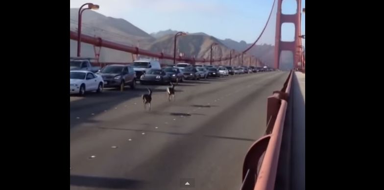 You Won't Believe How These Deer Eases Traffic At The Golden Gate ...