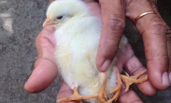 Chick Hatched with 4 Feet Draws Attention | PhilNews