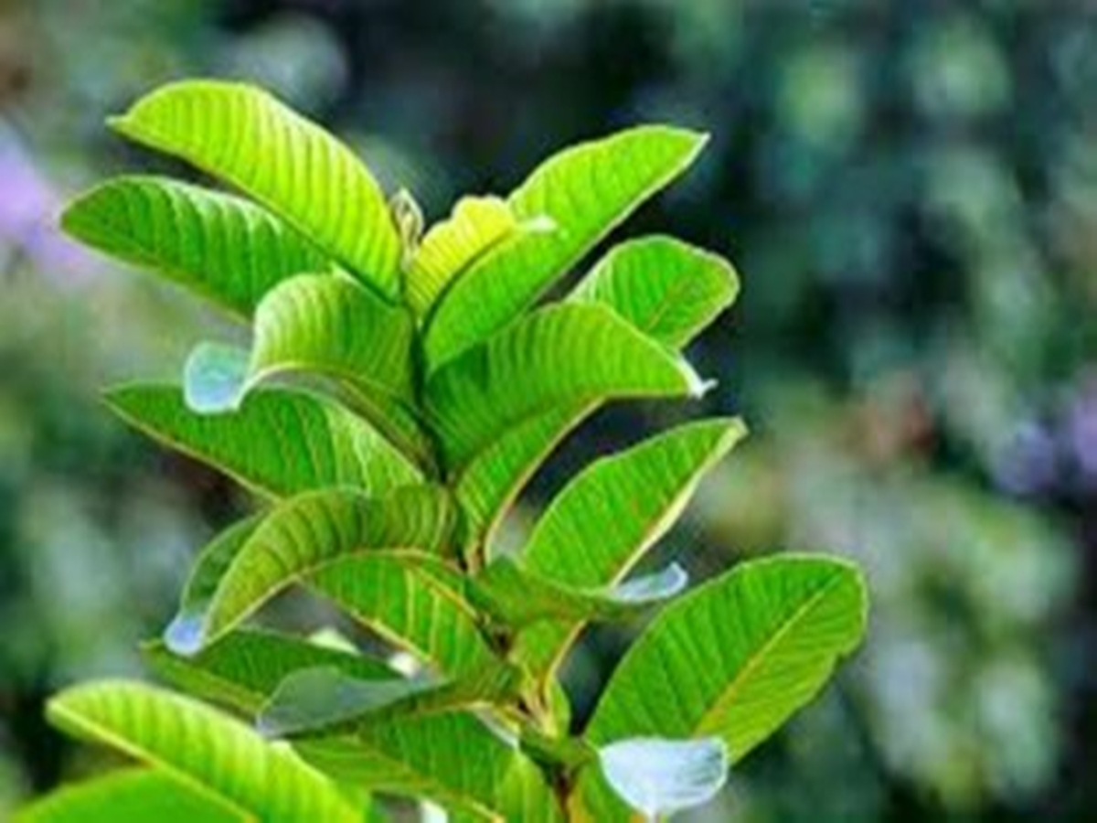 The Health Benefits Of Guava Leaves In Our Body