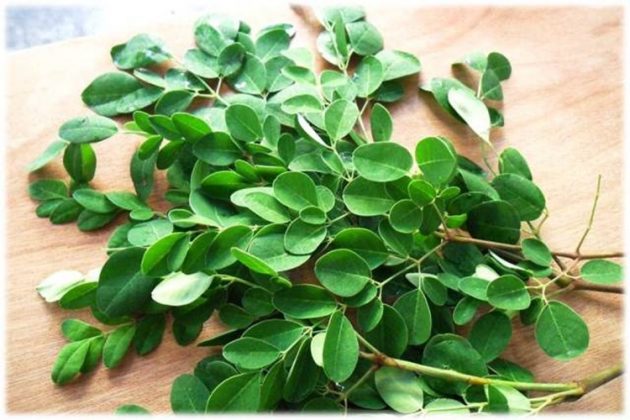 Treat, Prevent Diseases Through Daily Consumption Of Malunggay Leaves