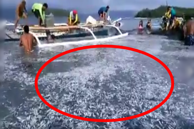Viral: Thousands Of Fish Spotted In Romblon Causes Panic Among Netizens