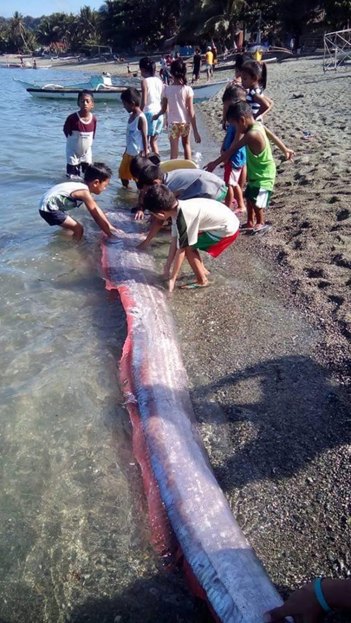 Watch: 13th Oarfish Found In Cagayan Might Indicate Another Earthquake ...