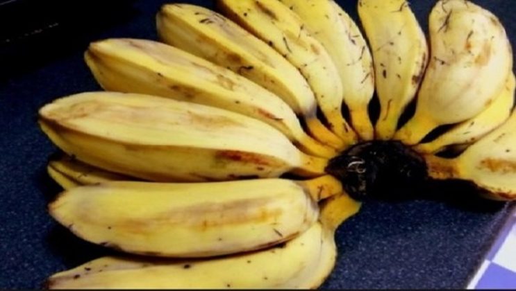 Extreme Beneficial Effects Of Saba Banana - Philippine Trending News