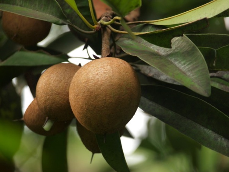 Numerous Health Benefits Of Eating Chico (Sapodilla)