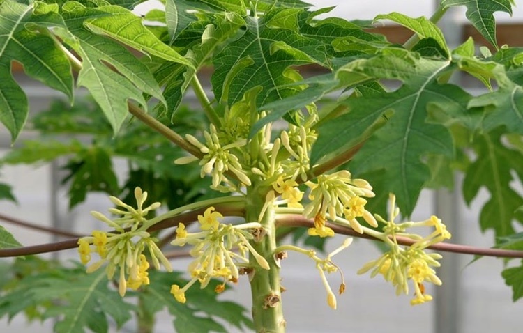 Discover The Hidden Health Benefits Of Papaya Flower