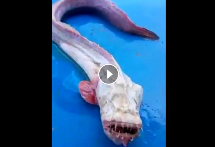 Real Monster Fish