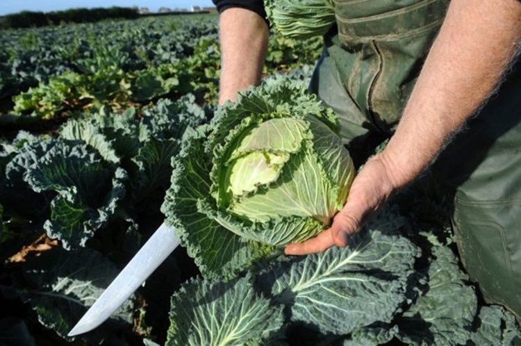 Cure Cancer, Heart Diseases By Eating Leafy Cabbage