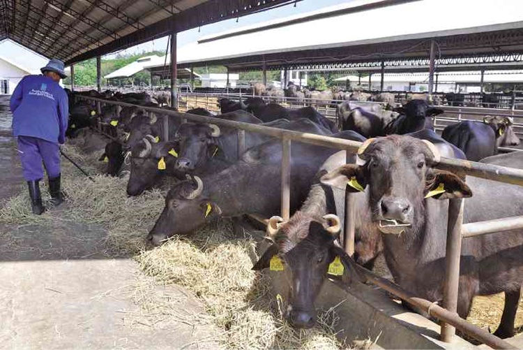 Carabaos Population In Pangasinan Severely Decreased Due To ...