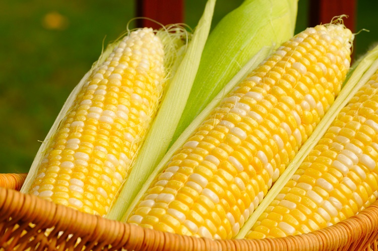 Impressive Health Benefits of Corn Consumption - Philippine Trending News
