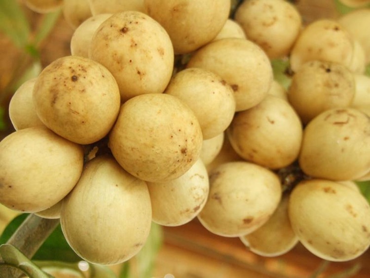 Powerful Health Benefits Of Lanzones That You Should Know