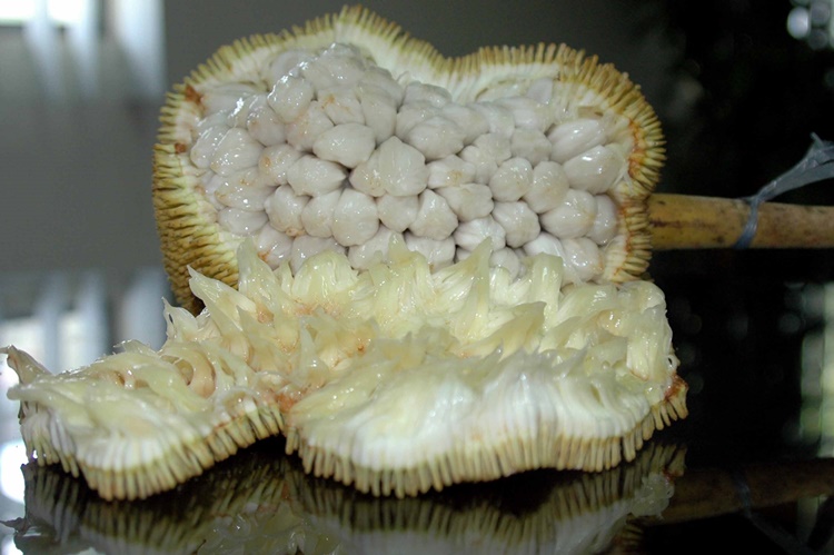 Amazing Health Benefits Of Eating Marang Fruit - Philippine Trending News