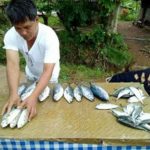 Photo Of Weird Fish In Romblon Shared By A Netizen - Philippine ...