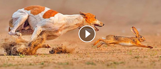 Dog Almost Caught the Hare While Chasing it (Video)