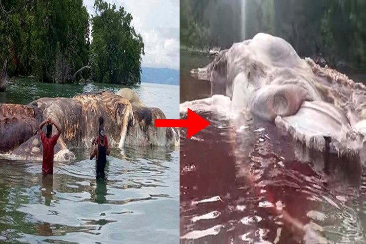 Giant Mysterious Sea Creature Washed Up On Beach, Water Turns Red