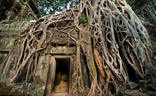 25+ Badass Trees That Refuse To Die No Matter What