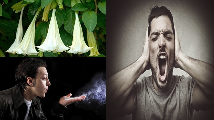 ‘Devil’s Breath’ World’s Most Dangerous Drug That Has Horrifying Effect