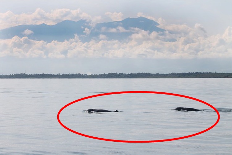 Irrawaddy Dolphins Spotted In Coastal Waters Of Negros Occidental