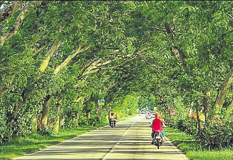 DENR To Save Bago City Trees From Road Widening Project