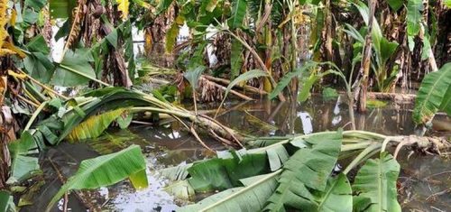Amount Of Agricultural Damage Due To Typhoons Revealed