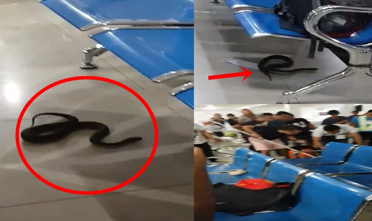 VIRAL: Snake Slithering At DZR Airport Frightens Passengers