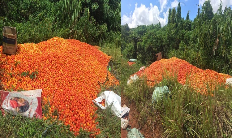 About 10 Tons Of Tomatoes Dumped In Laguna Due To Oversupply