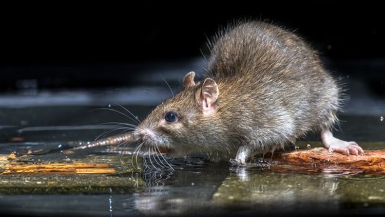 Discovered! First Human Case Of Rat Disease In Hong Kong
