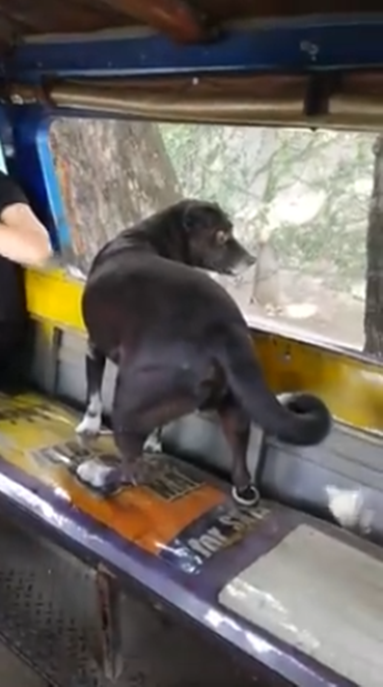 Video Clip of Loyal Dog Riding Jeepney To Follow Its Master Goes Viral