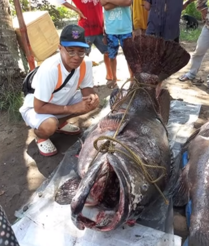 Giant Sea Creatures Caught In Palawan, Is This A Sign Of Another Calamity?