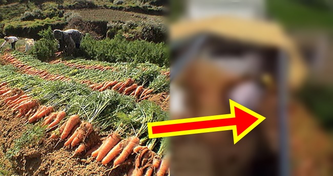 Benguet Farmers Forced To Dispose A Ton Of Carrots Due To Oversupply