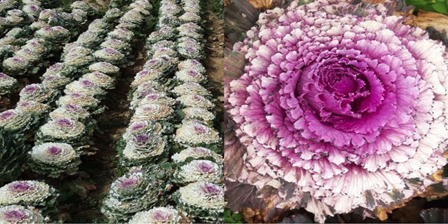 Cabbage Roses Grown In North Blossom Flower Farm, Benguet (Photos)