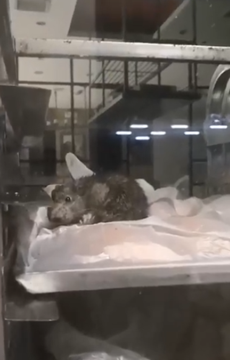 Disgusting Rat Spotted Inside Breadtalk Feeding On Its Products