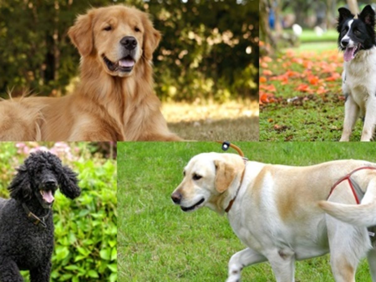 Are Poodle The Most Intelligent Dogs