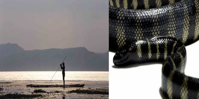 Duhol Matapang In Taal Lake Threatened By Extinction