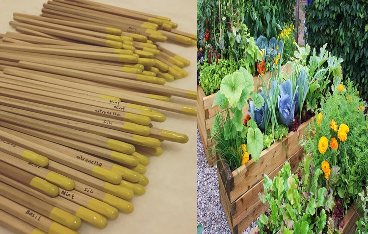 Eco Hub Cebu Develops Plantable Pencils That Grow Into Plants