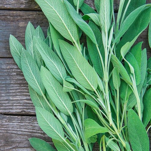 HERB - Definition, Its Examples And Characteristics