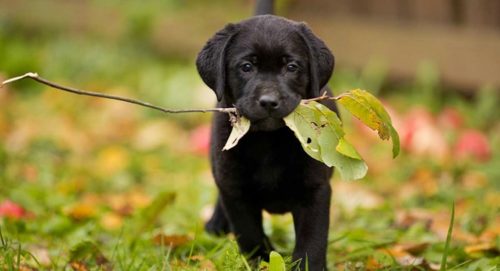 DOG BREEDS: Popular Breed Of Dogs That Can Be Found In Philippines