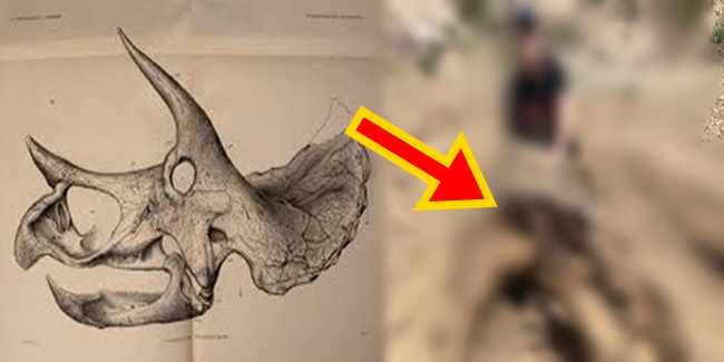 College Student Discovers 65 Million-Year-Old Dinosaur Skull (Photo)
