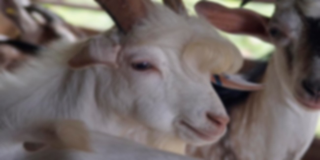 VIRAL: Goat Became Popular For Being 'Too Handsome' | PhilNews