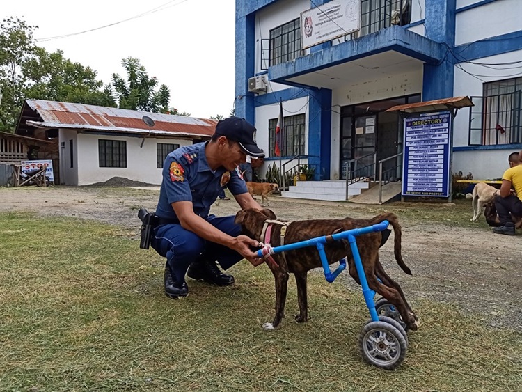 Police Chief Makes Improvised Wheelchair For Crippled Dog