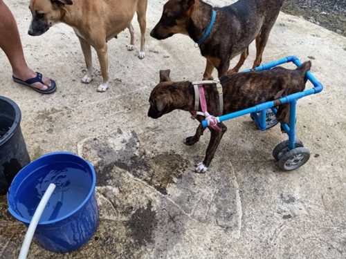Police Chief Makes Improvised Wheelchair For Crippled Dog