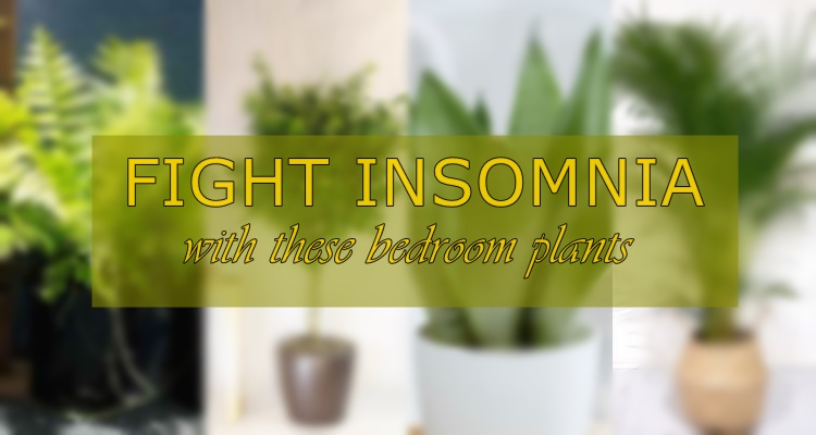 Fight Insomnia With The Help Of These 5 Bedroom Plants