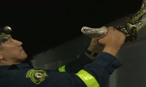 Firefighter In Thailand Catch More Snakes Than Put Out Fires (Video)