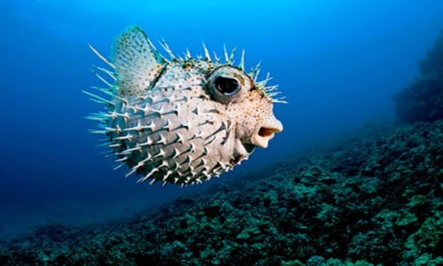 Butete Dish: 17 People Hospitalized Due To Puffer Fish Poisoning