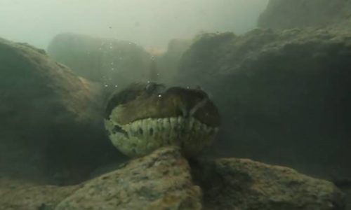 Diver 's Incredible Face-To-Face Encounter W/ Giant Anaconda (Video)