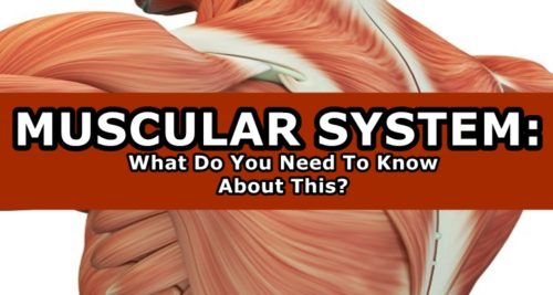MUSCULAR SYSTEM - What Do You Need To Know About This?