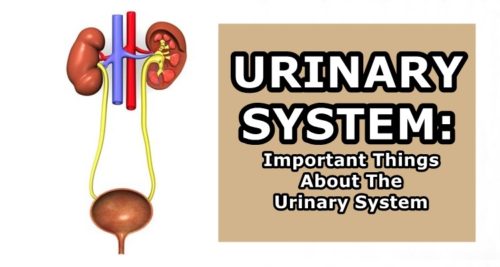 URINARY SYSTEM - Important Things About The Urinary System