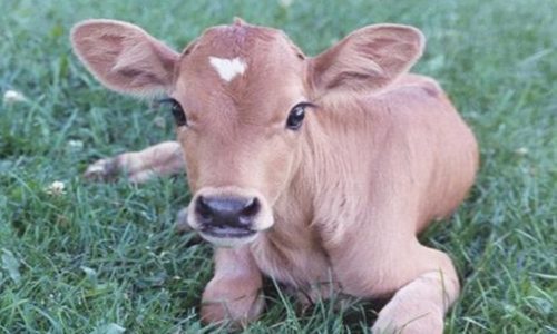 Deformed Calf In Agusan Del Norte Has 2 Bodies, 8 Legs (Photos)